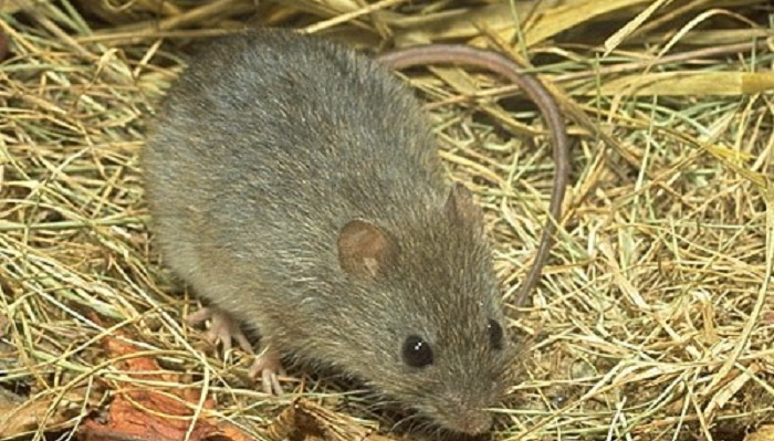 Rats destroy 12-15 percent crops annually: experts