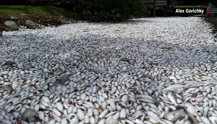 Heartbreaking fish kill for miles