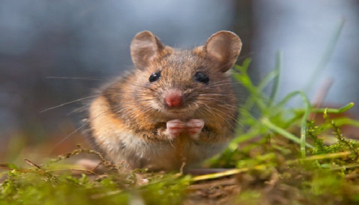 Researchers show 'dirty mice' could clean up immune system research
