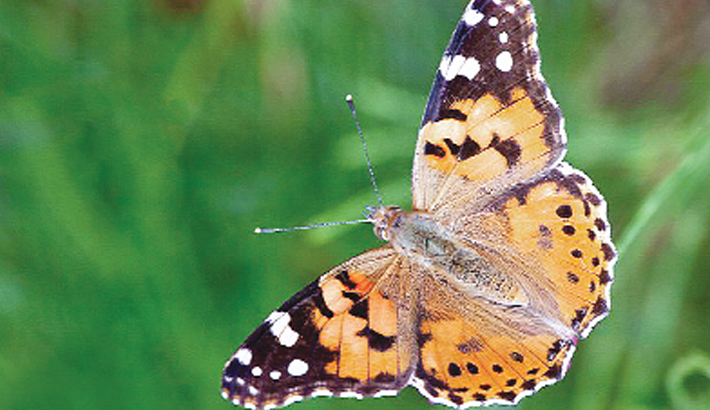 Trillions of insects migrate overhead each year