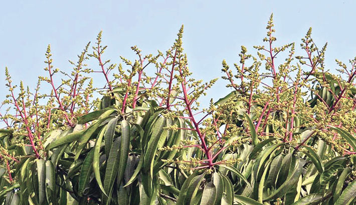 Mango tree starts budding in Rajshahi, C’nawabgonj