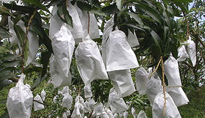 Mango growers using fruit bagging tech in Rajshahi