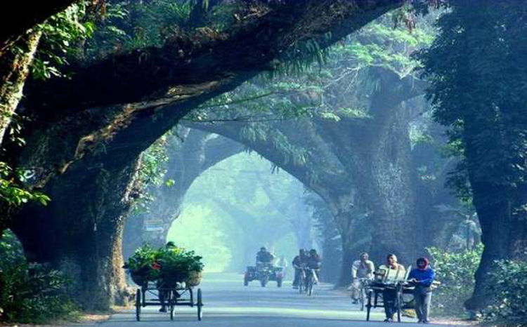 HC halts plan to fell trees on Jessore-Benapole Road for six months