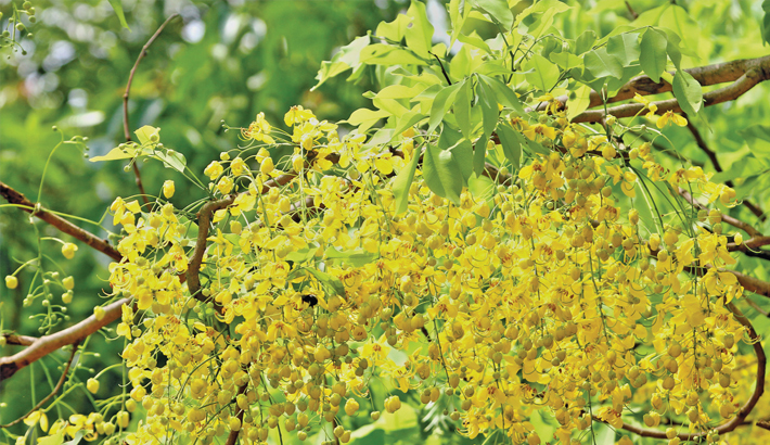 A Sonalu (cassia fistula) tree
