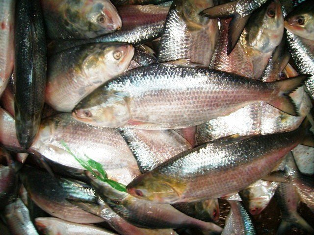 National Fisheries Week begins on July 18