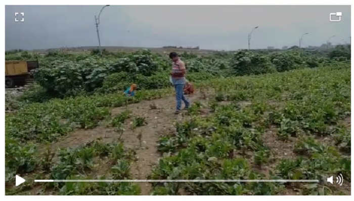 Waste dumpsite at Matuail turns vegetable garden