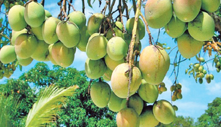 ‘Catimon’ variety mango grows round the year