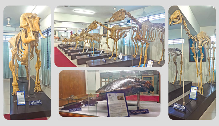 Lone anatomy museum limps