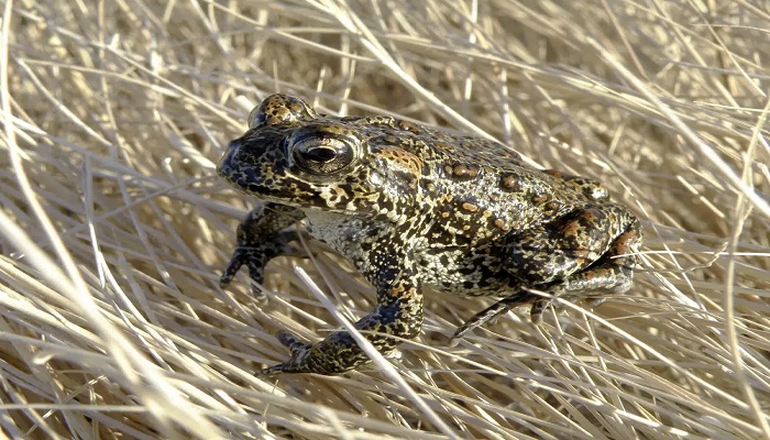 Nevada toad in geothermal power fight gets endangered status