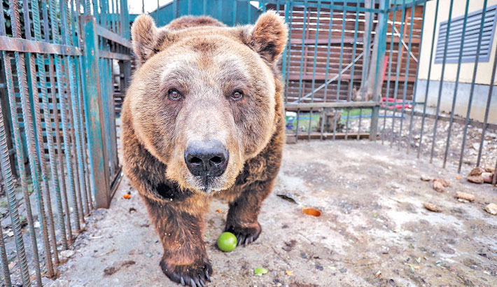 Albania brown bear freed from cage after 20 years