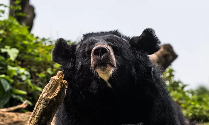 Bear meat vending machine is a first for Japan