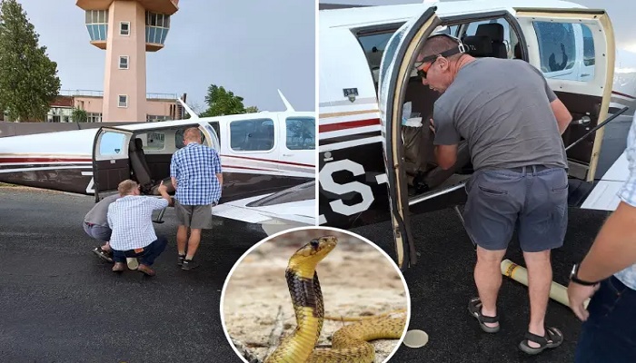 South Africa snake on plane: Deadly cobra in cockpit forces emergency ...