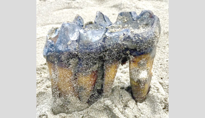 Woman finds ancient mastodon tooth on California beach