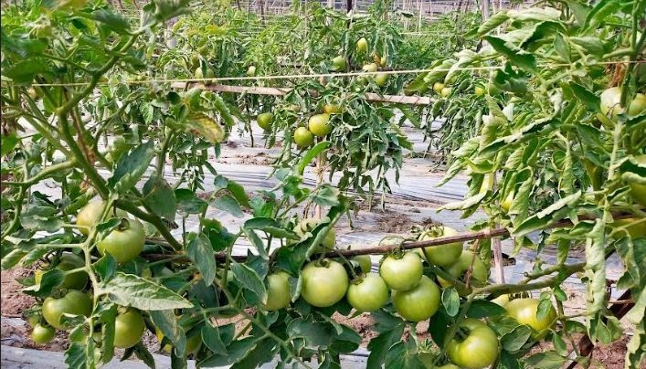 Char land farming delights people in Rajshahi region
