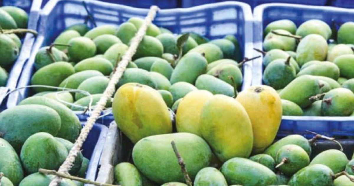 Mango sales get momentum in Rajshahi
