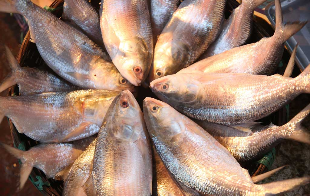 'Fish diplomacy' setback for India and Bangladesh