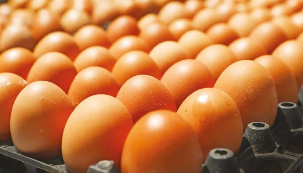 Govt permits import of 45 million eggs to stabilise market