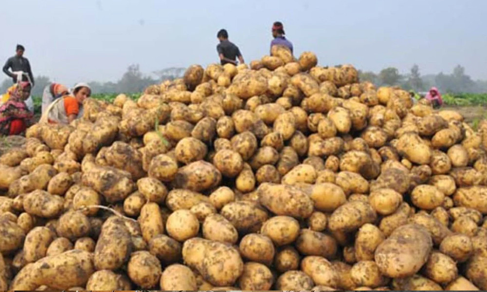 West Bengal halts potato exports amid internal rifts