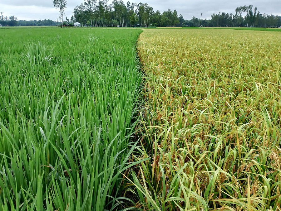 Double-cropping system enhancing farmers’ incomes, agri-tourism