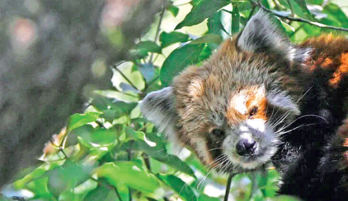Nepal community efforts revive red panda population