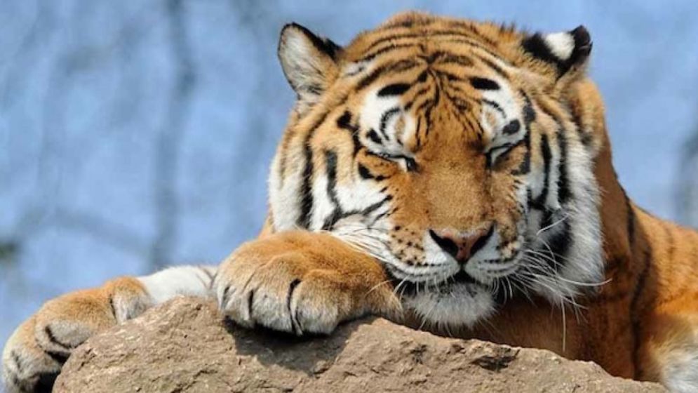 Russia, China launch joint census of tigers migrating across shared border