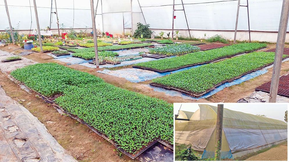 Polynet house boosts quality seedling supply in Joypurhat