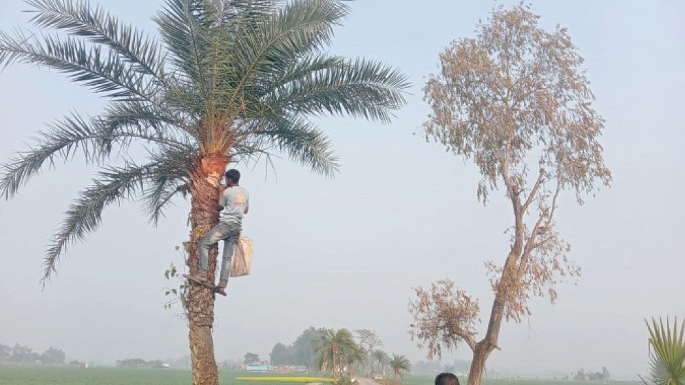 A date palm juice collector, locally known as a gachi, collects sap ...