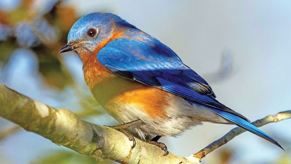 An Eastern Bluebird is perched in a tree at Blackwater National ...