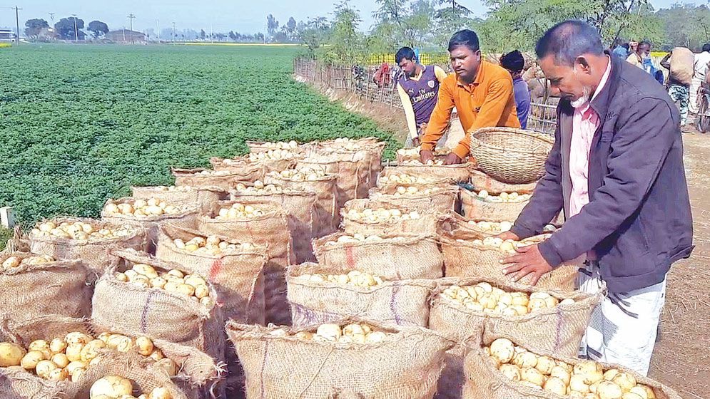 Joypurhat potato farmers hit by fresh price slump amid record output
