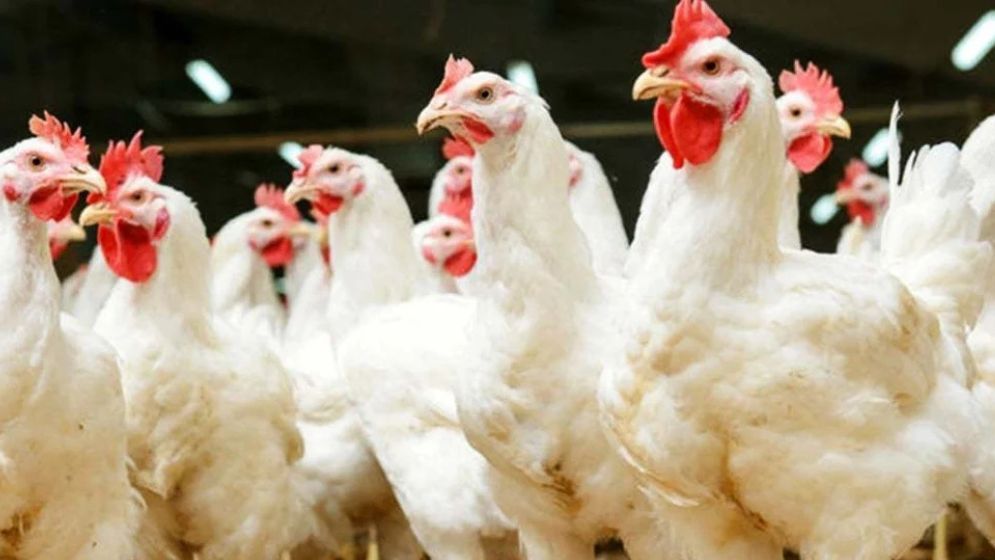 Chicken prices climb up to 20% in Dhaka ahead of Eid