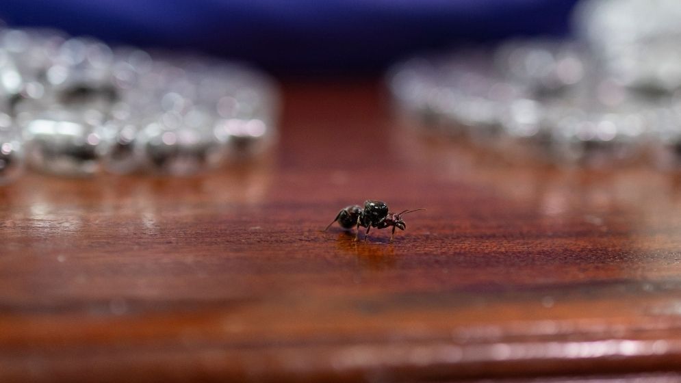 Two men in Kenyan court for ant-smuggling