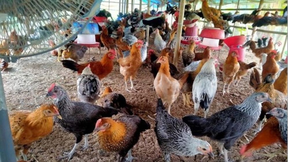 Greed drives price surge in Sonali Chicken