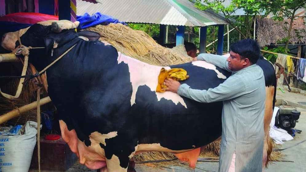 Farmer seeks Tk1 million for 1,120kg 'Bahubali'