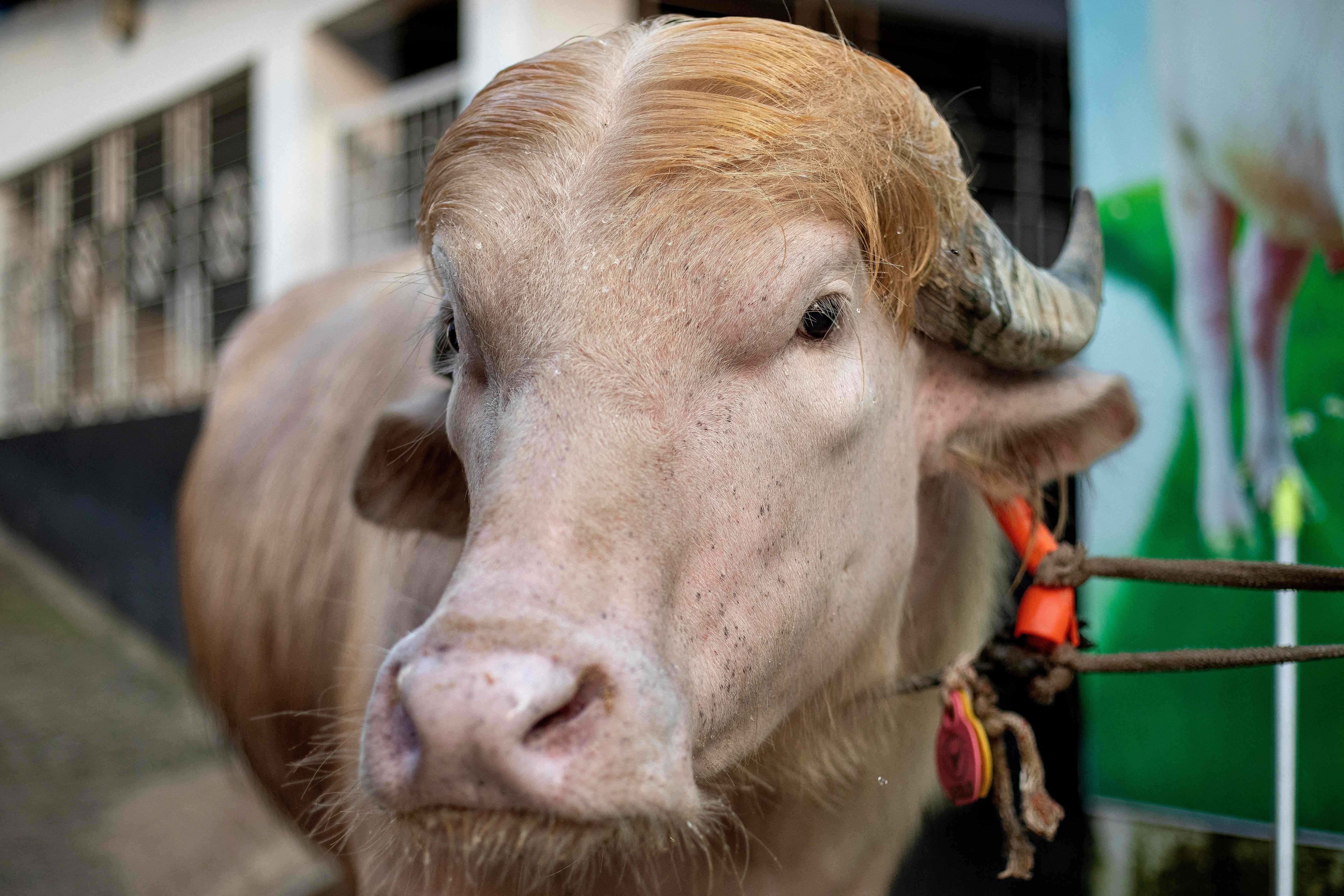 Commander-in-beef: Bangladesh's 'Donald Trump' buffalo wins fans
