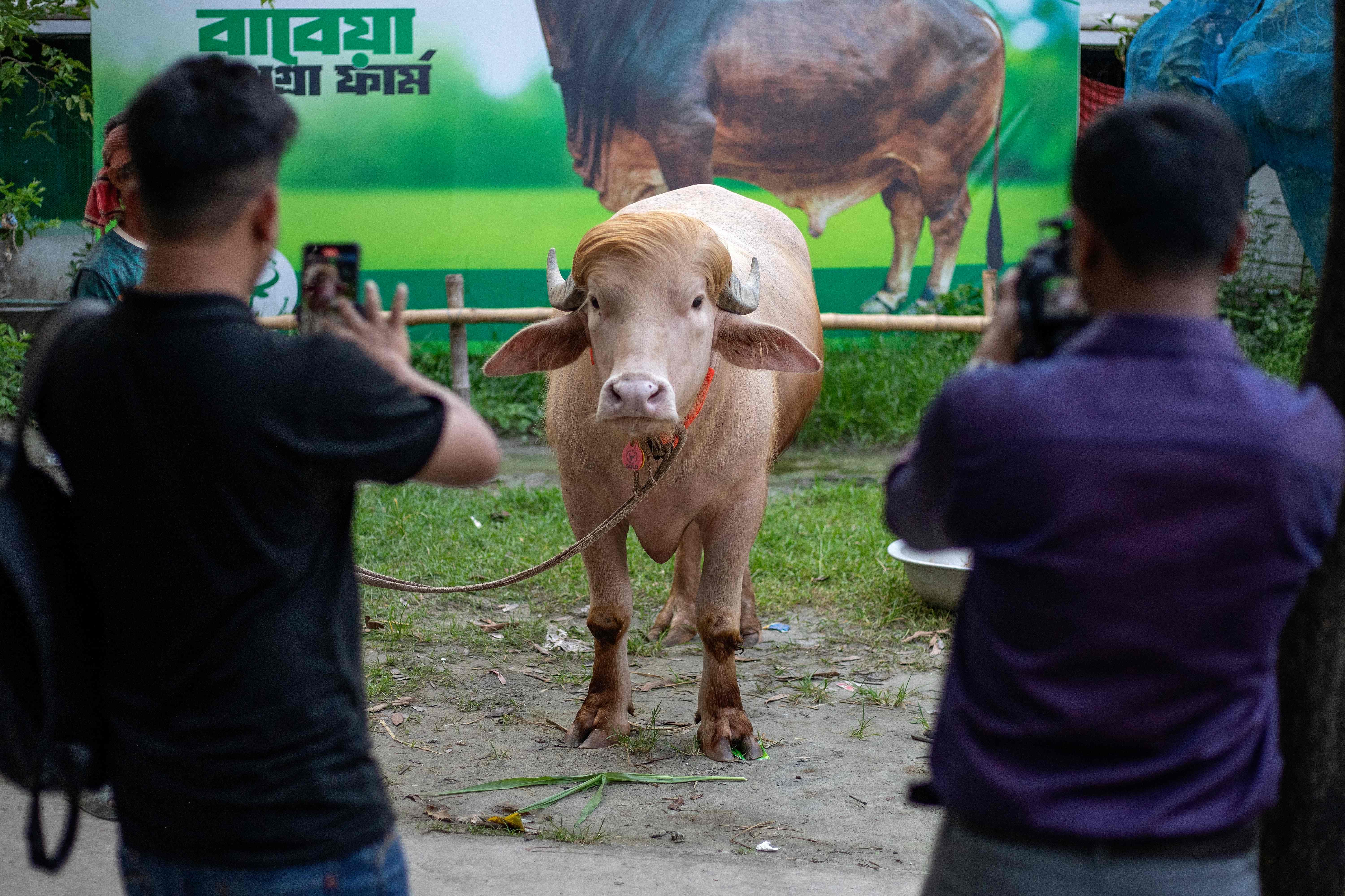 Commander-in-beef: Bangladesh's 'Donald Trump' buffalo wins fans