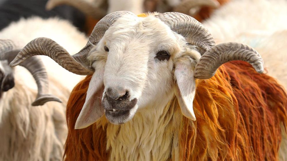 Eid-ul-Azha being celebrated today in Saudi Arabia and Middle East