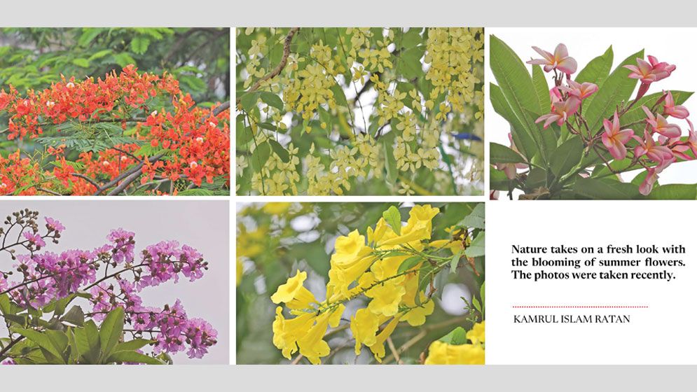 Nature’s bloom therapy for summer days