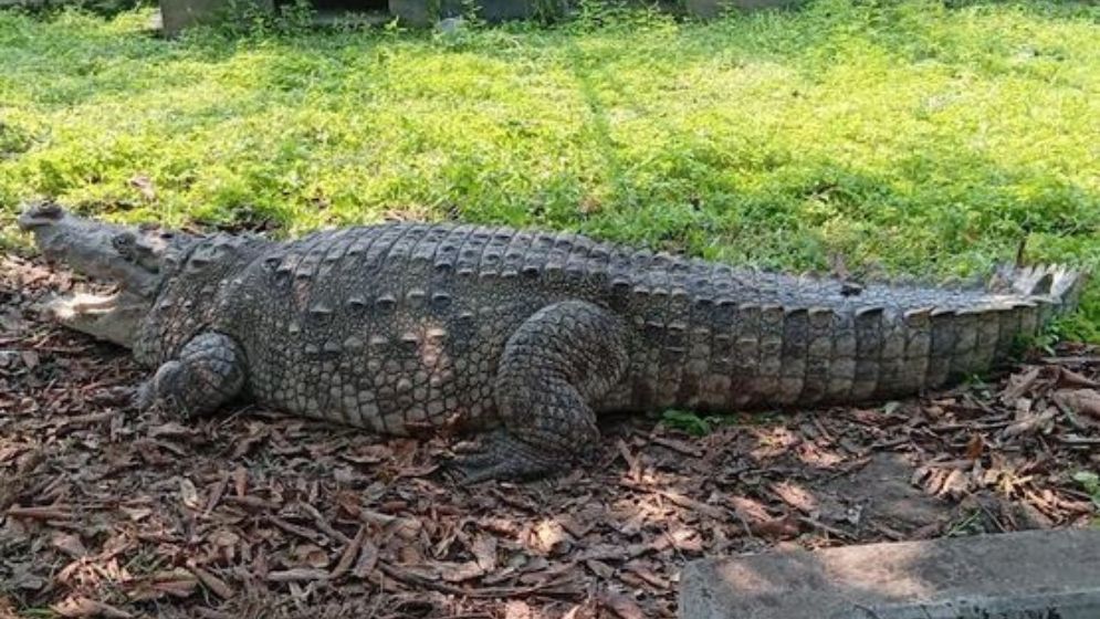 Crocodile of Khanjahan Ali shrine shifted to wildlife centre