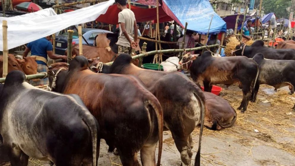 93.67 lakh animals sacrificed during Eid-ul-Azha, Dhaka on top