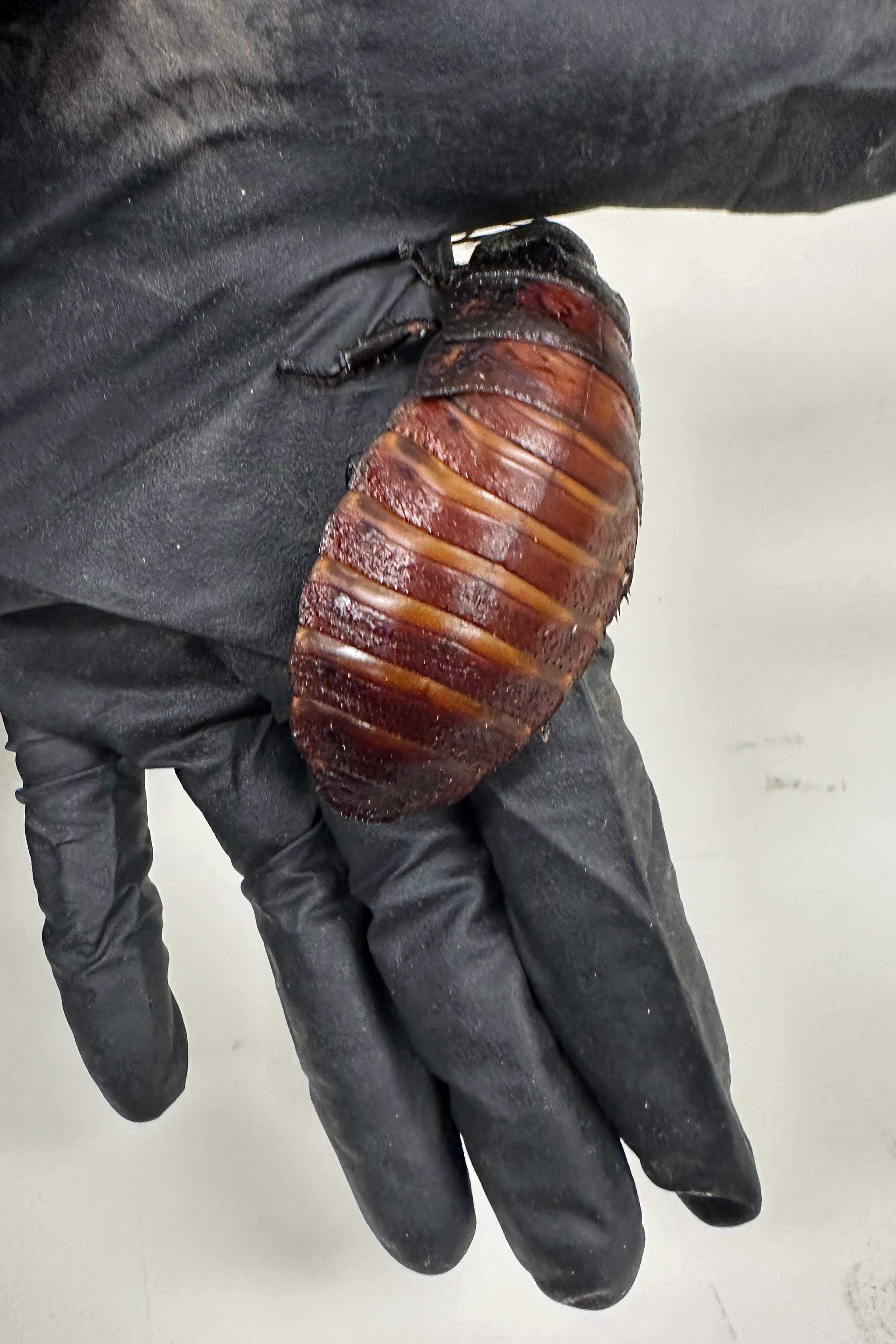 Australia seizes 100,000 cockroaches in bug-breeder bust