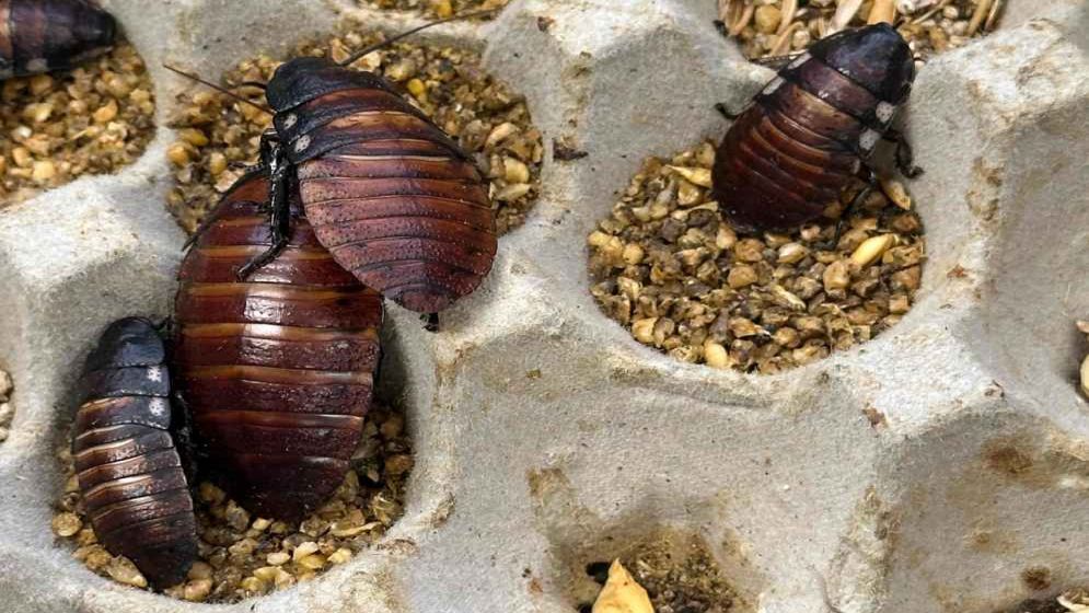 Australia seizes 100,000 cockroaches in bug-breeder bust