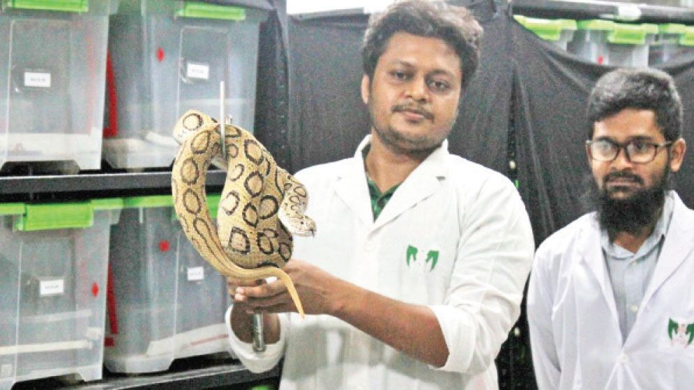 Lab trials show promise for Russell’s viper antivenom